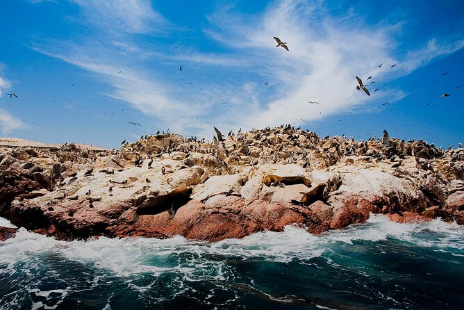 Ballestas Islands & National Reserve of Paracas From Ica - Customer Feedback and Experiences
