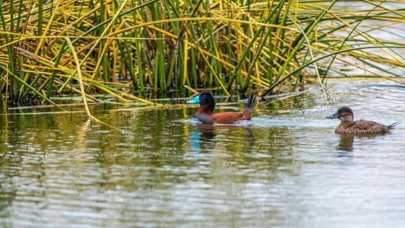 Ballestas Islands & Paracas National Reserve from Paracas - A Deep Dive into the Experience