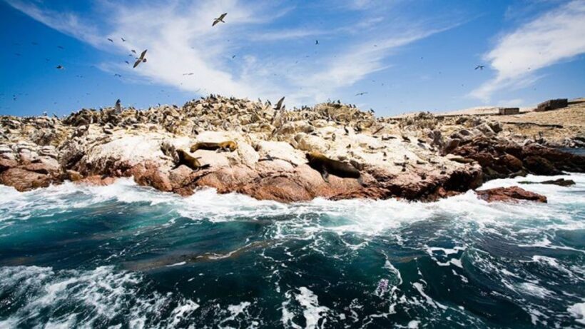 Ballestas Islands & Paracas National Reserve from Paracas - FAQ