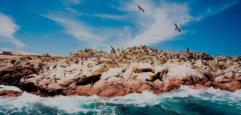 Ballestas Islands Tour - Key Points