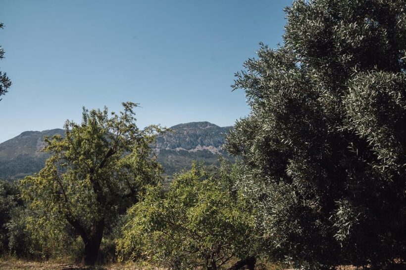 Balones: Guided tour & Tasting - A Deep Dive into the Experience