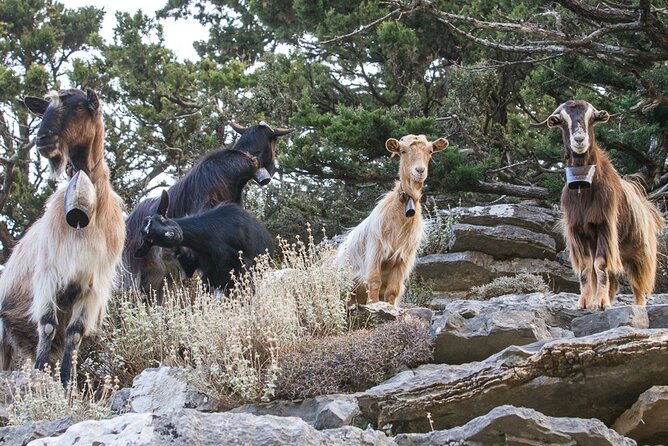 Balos & Falassarna Beach - Jeep Tour with Loungers and Lunch - Additional Perks and Practical Details