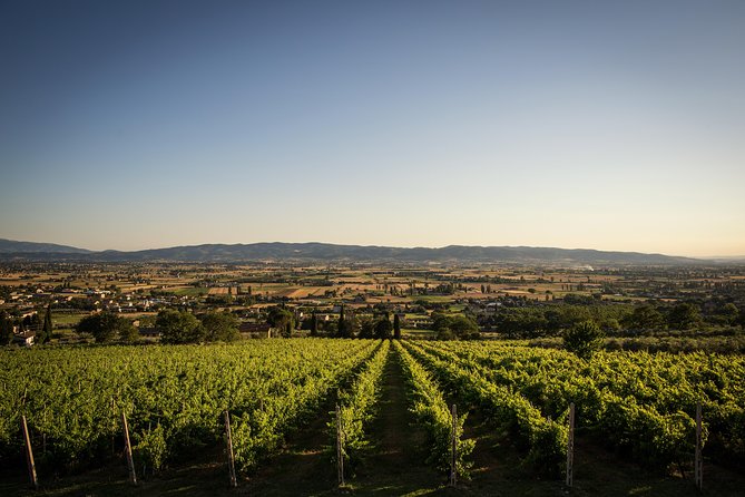Balsamic Vinegar, Olive Oil and Organic Winery Tour in Assisi With Tasting - Tasting and Cuisine