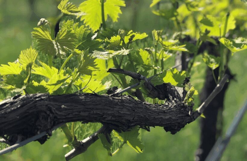 Balsamic Vinegar Tasting & Barrel Tour near Parma & Reggio - Key Points