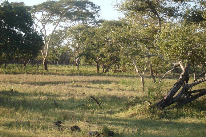 Baluran Trip - What’s Included and What’s Not