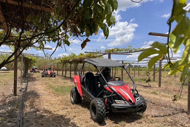 Bamboo Dune Buggy Tour - Final Thoughts