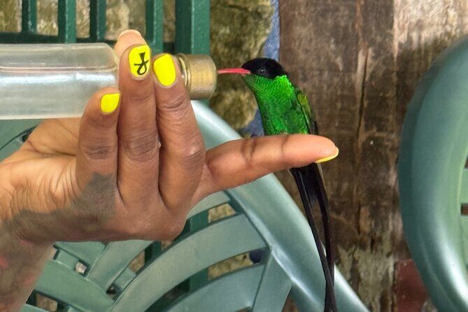 Bamboo rafting and bird sanctuary tour from Montegobay - The Bamboo Rafting Experience