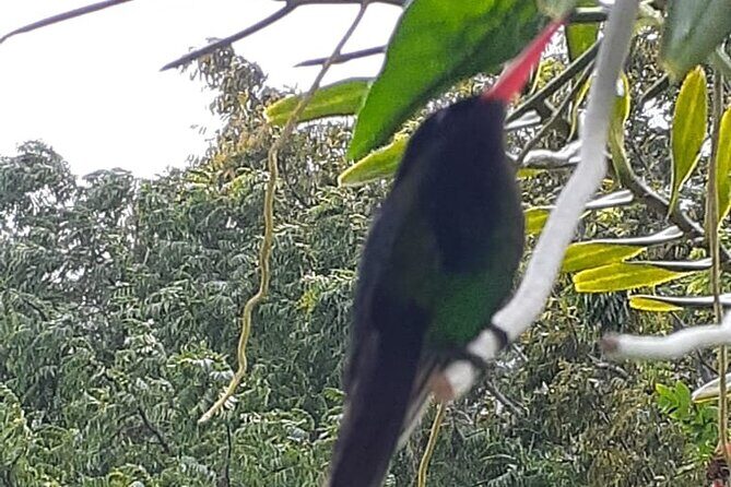 Bamboo Rafting/Foot Massage And Bird Sanctuary Private Tour - A Deep Dive into the Tour Experience