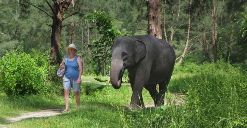 Bamboo Rafting, Waterfall, lunch, Elephant, and Turtle Tour - Key Points