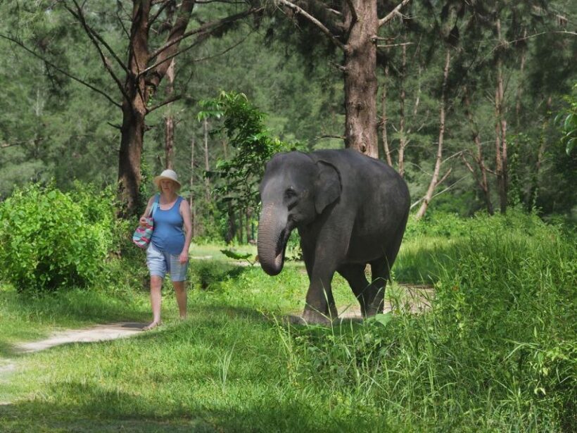 Bamboo Rafting, Waterfall, lunch, Elephant, and Turtle Tour - Discovering Khao Lak: An Authentic Thai Adventure