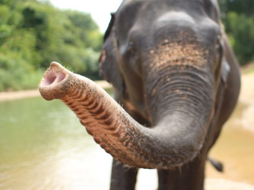 Bamboo Rafting, Waterfall, lunch, Elephant, and Turtle Tour - Practical Considerations & Tips