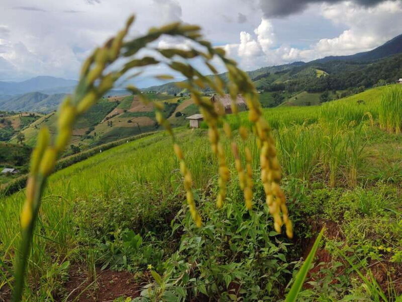 Ban Pa Pong Pieng Rice Terraces Private Guided Tour - Frequently Asked Questions