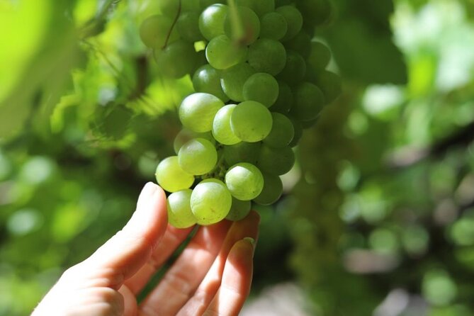 Banana Museum, Rum Distillery & Winery With Tasting: Premium Tour - Accessibility and Participation