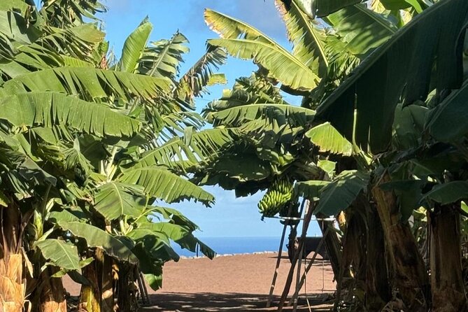 Banana Museum, Rum Distillery & Winery With Tasting: Premium Tour - Exploring the Arehucas Distillery