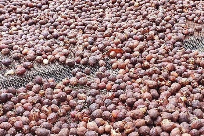 Banana Museum, Rum Distillery & Winery With Tasting: Premium Tour - Traveler Reviews and Ratings