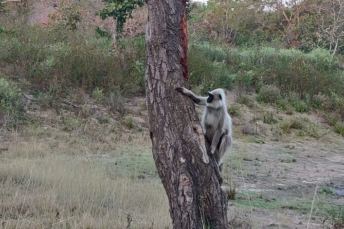 Bandipur wildlife and Mysore experience in 2 days from Bangalore - The Sum Up