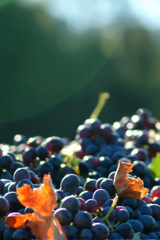 Bandol and Cassis: Full Day Wine Tour from Marseille - Key Points