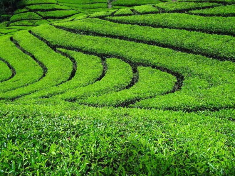 Bandung: Southern Bandung Day Tours - The Sum Up