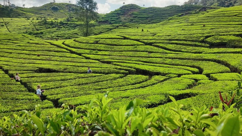 Bandung: White Crater, Scenic Tea Plantations & Hot Spring - The Price and Its Value