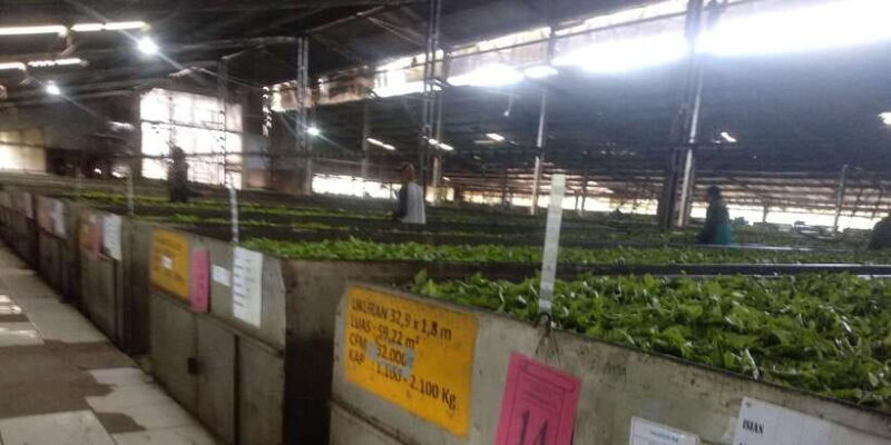 Bandung : White Crater, Tea Plantation Tour Guide Bandung - Key Points