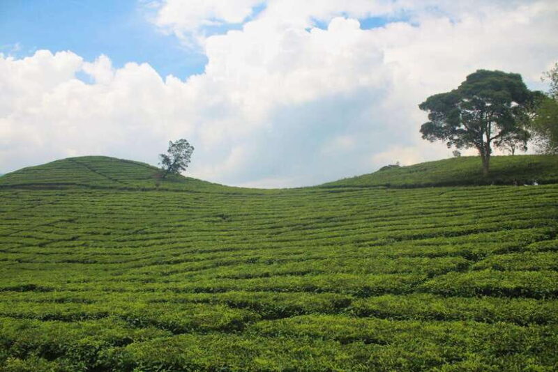 Bandungs Natural Wonders: Kawah Putih and Beyond - The Practicalities: What to Expect