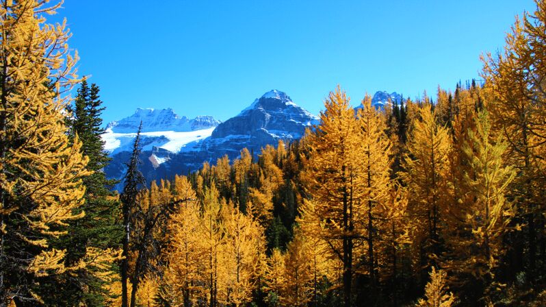 Banff/Canmore: Larch Valley & Moraine Lake - Key Points