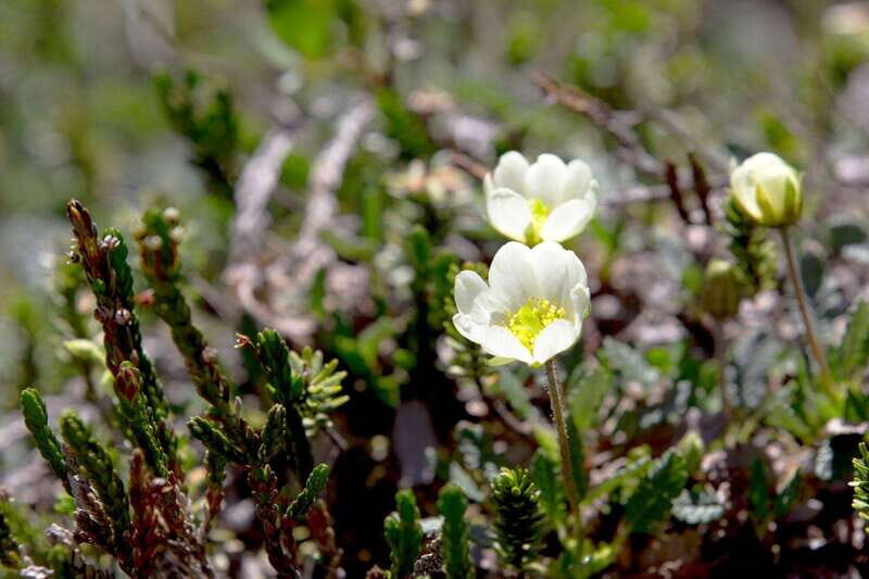 Banff: Edible and Medicinal Plants Nature Walk - Value and Cost Analysis