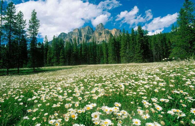 Banff: Edible and Medicinal Plants Nature Walk - Who Will Enjoy This Tour?