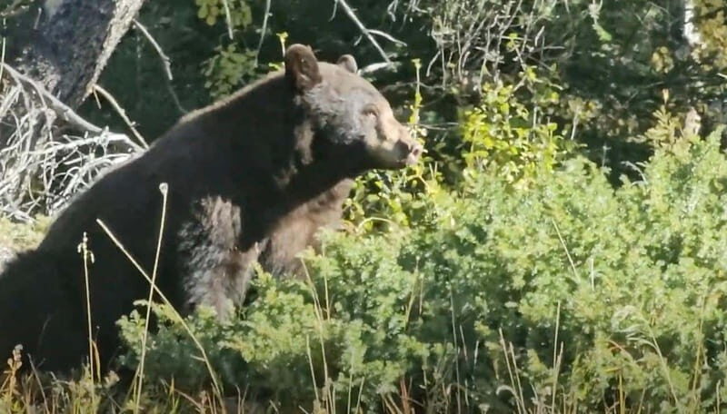 Banff: Evening Wildlife Safari Guided Tour - Key Points