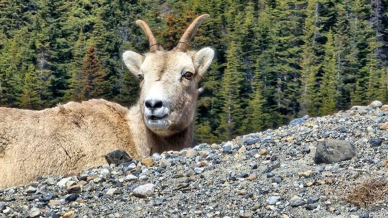 Banff: Evening Wildlife Safari Guided Tour - Who Is This Tour Best Suited For?