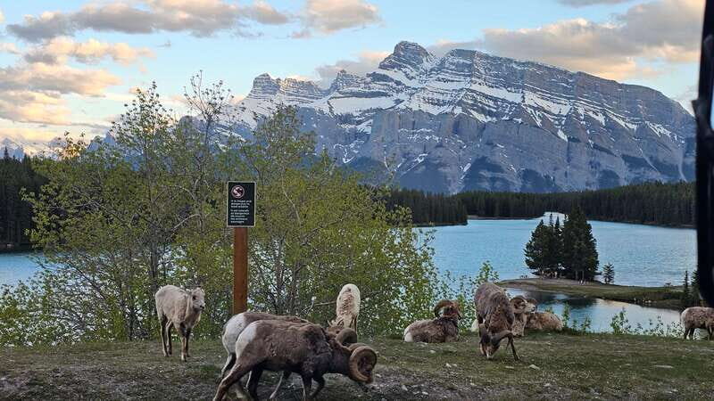 Banff: Evening Wildlife Safari Guided Tour - FAQ