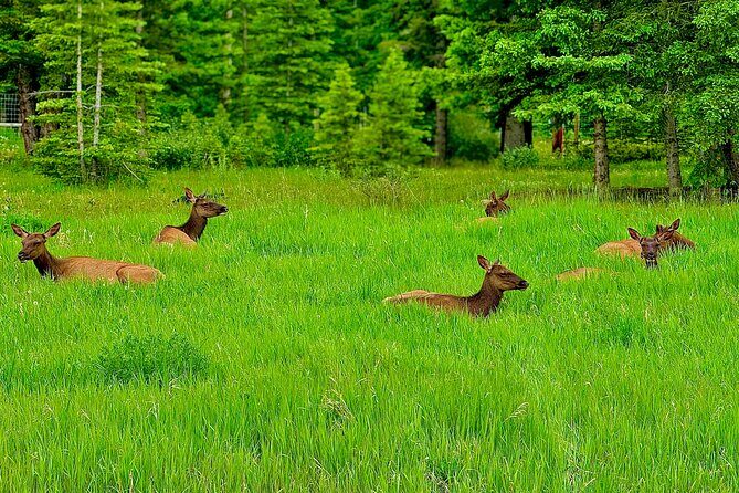 Banff Evening Wildlife/ Scenic Tour  Lakes, Hoodoos & Bow Falls - FAQ