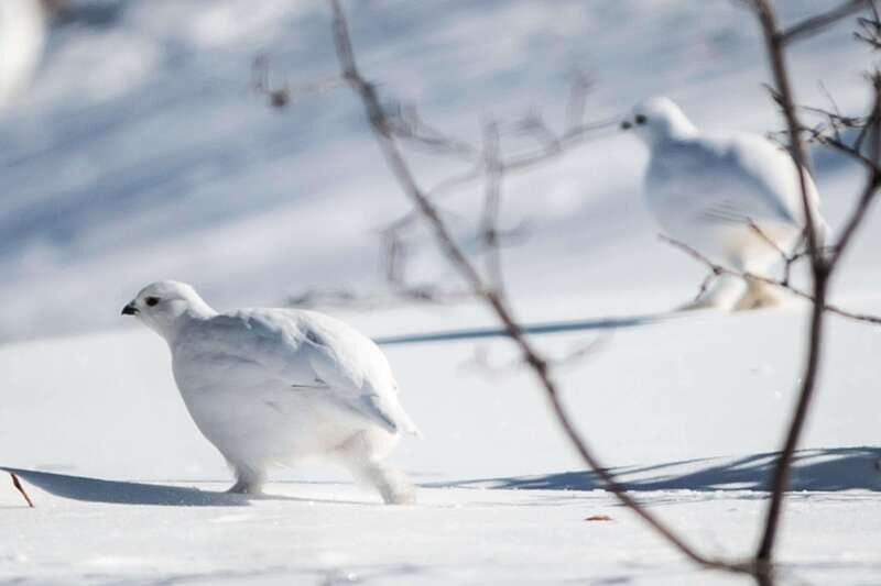 Banff: Explore Winter Nature Walk - Ice Cleats Included 2H - Key Points