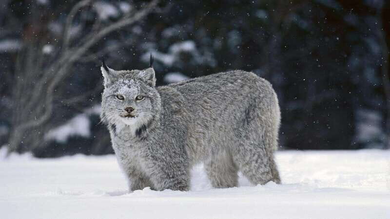 Banff: Explore Winter Nature Walk - Ice Cleats Included 2H - FAQ