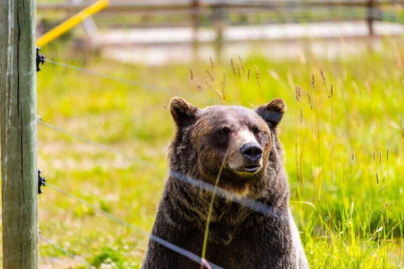 Banff: Grizzly Bear Refuge Tour with Lunch - Starting from Banff — Early Morning Pickup