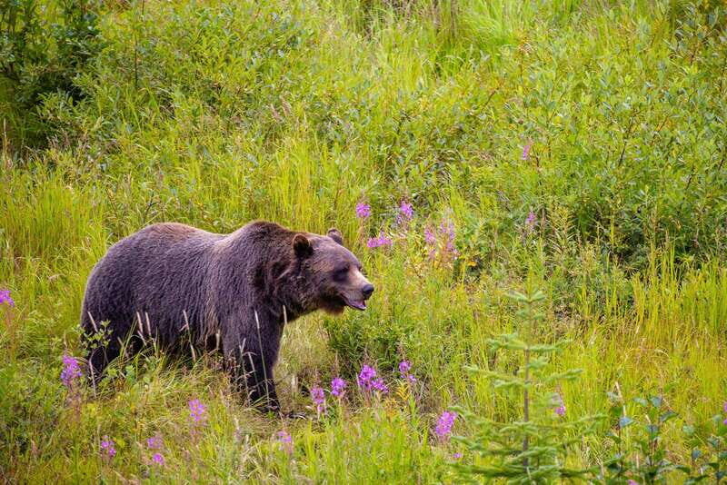 Banff: Grizzly Bear Refuge Tour with Lunch - Emerald Lake and the Spiral Tunnels