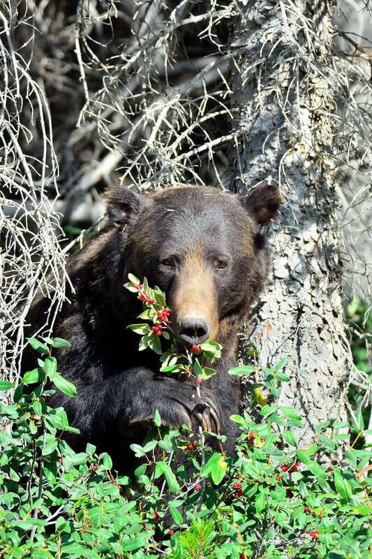 Banff: Guided Nature Walk with Bear Country Safety Tips - Key Points