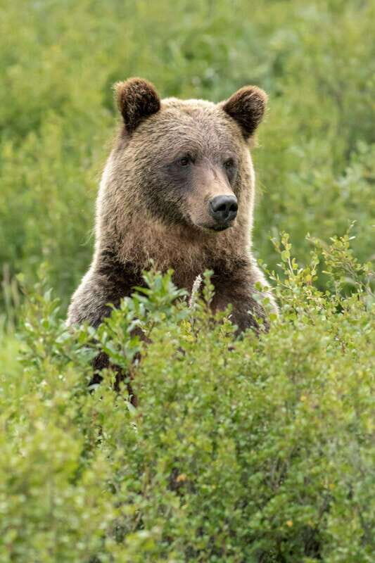 Banff: Guided Nature Walk with Bear Country Safety Tips - Frequently Asked Questions