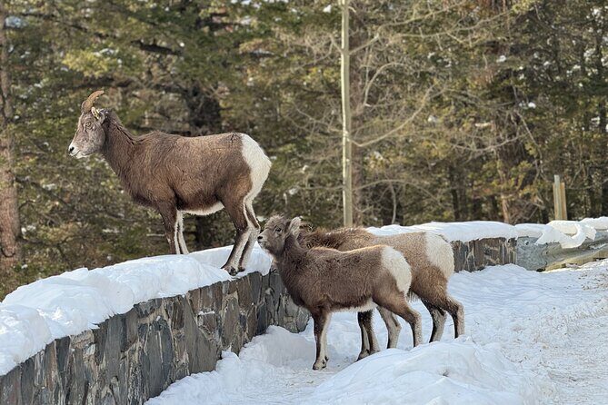Banff Highlights: Moraine Lake, Lake Louise and beyond - FAQ