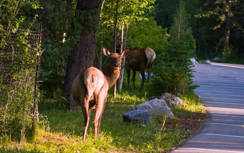 Banff, Lake Louise, Johnston Canyon, Vermilion Lake Day Trip - The Sum Up