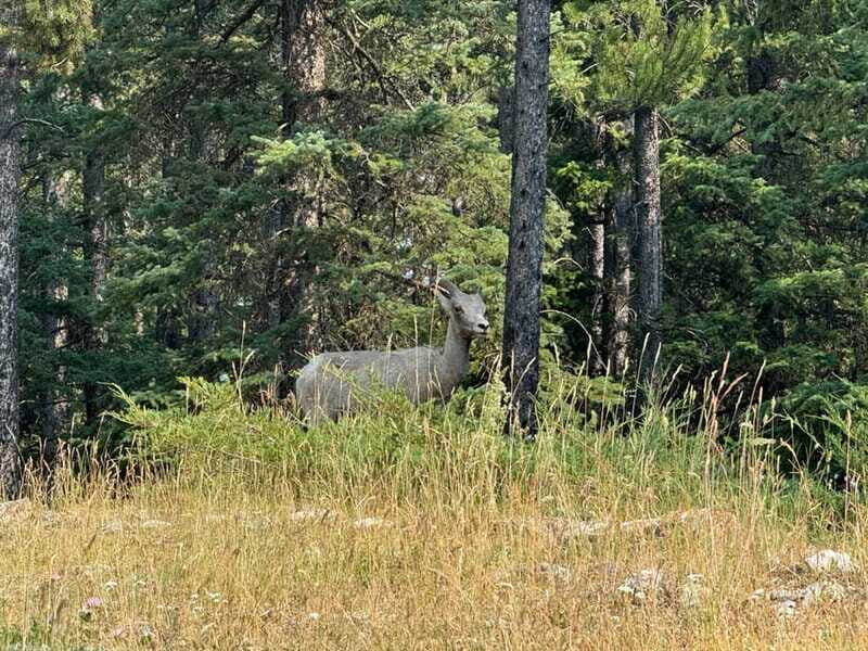 Banff: Lake Louise, Moraine, Emerald Lake & Johnston Canyon - FAQ