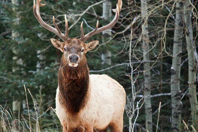 Banff LOST TOWNS and Untold Stories! 2hr Walk + Transportation - An In-Depth Look at the Tour Experience