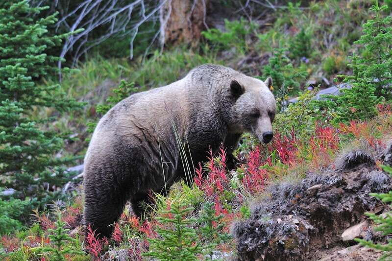 Banff National Park PRIVATE SAFARI and Nature Walk - 3.5H - A Closer Look at the Experience