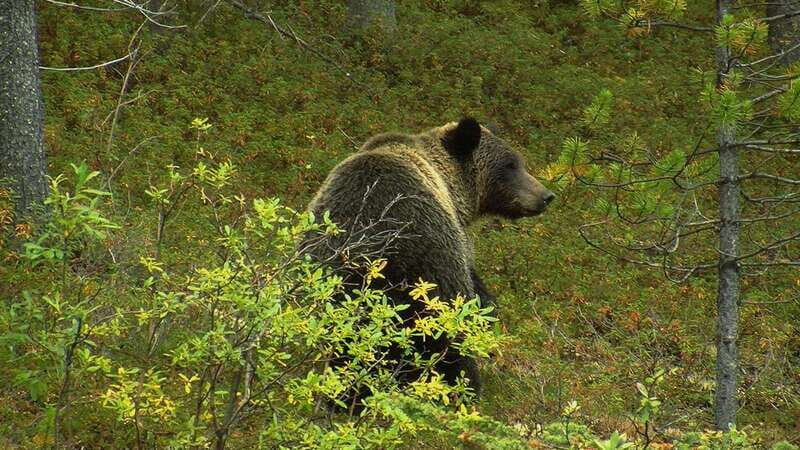 Banff National Park PRIVATE SAFARI and Nature Walk - 3.5H - Transportation and Group Size