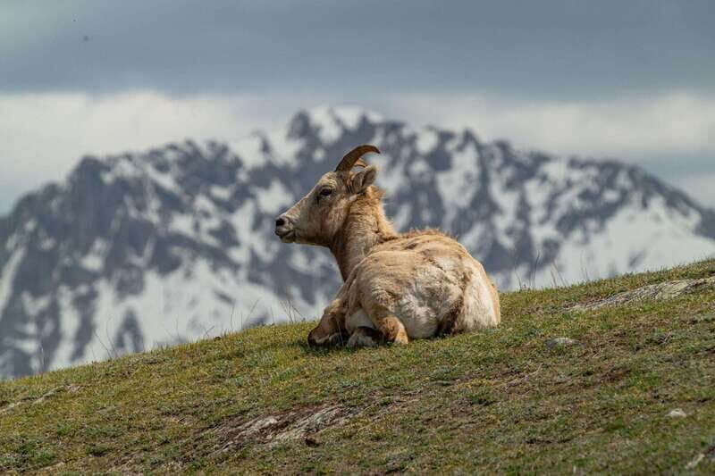 Banff National Park PRIVATE SAFARI and Nature Walk - 3.5H - Who Will Love This Tour?