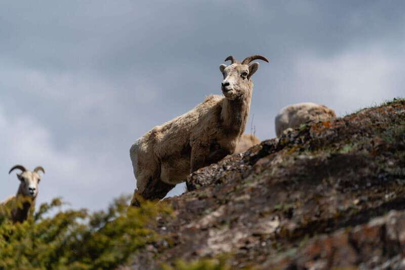 Banff National Park PRIVATE SAFARI and Nature Walk - 3.5H - FAQ