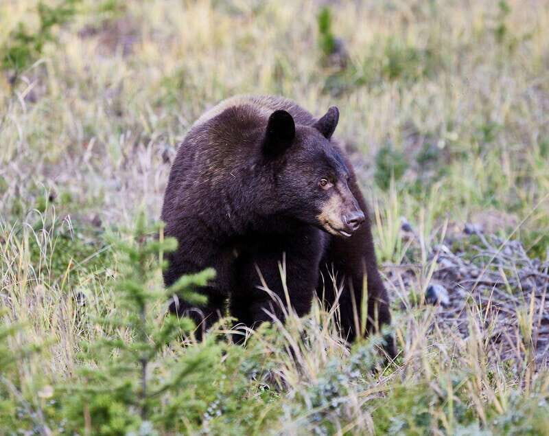 Banff PRIVATE Guided Nature Walk + Transportation - 2.5H - Authentic Experiences and Honest Insights