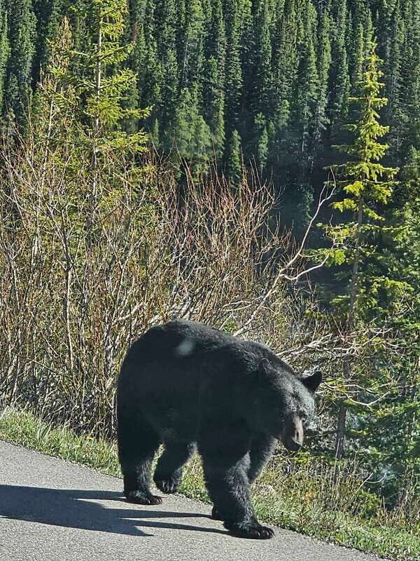 Banff to Jasper One-Way Private Tour sightseeing - An In-Depth Review of the Tour Experience