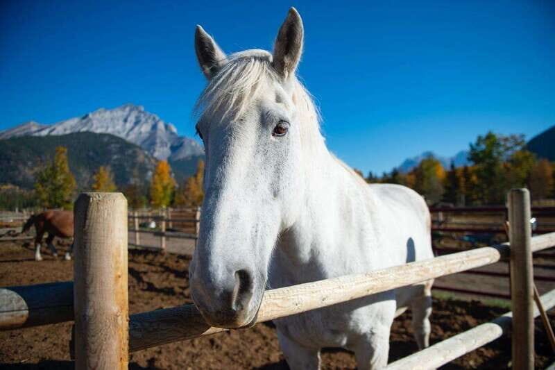 Banff: Wagon Ride with Cowboy Cookout BBQ - A Closer Look at the Tour Itinerary