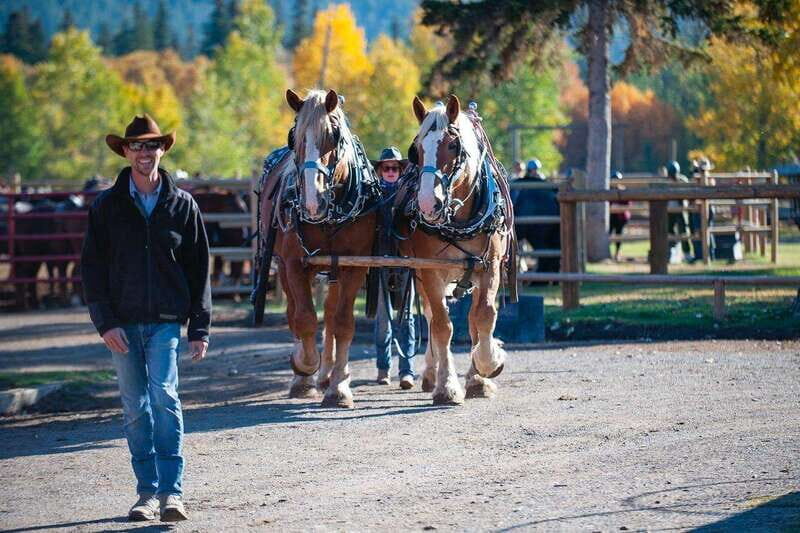 Banff: Wagon Ride with Cowboy Cookout BBQ - Practical Details and Tips